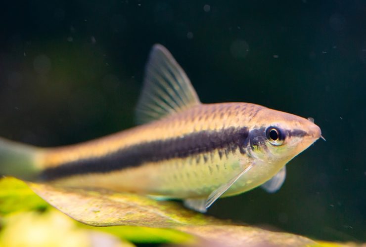 Razbora galaxy - cena, rozmnażanie, wymagania, hodowla (danio ...